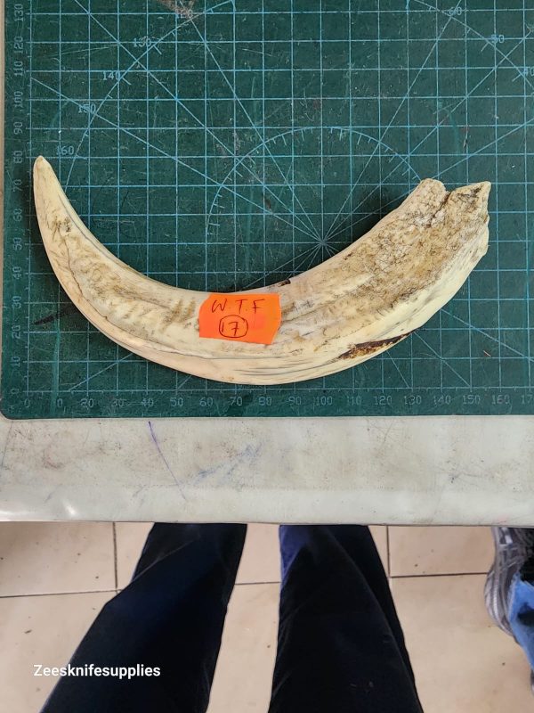 Warthog Tusk – W T F – 17 – Zees Knife Supplies